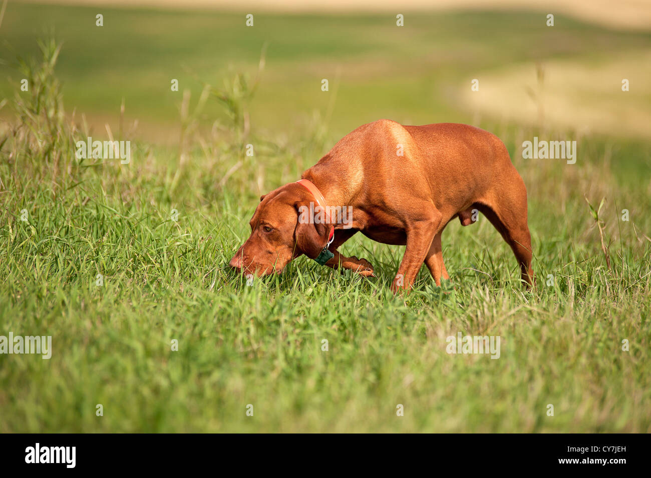 Pointing dog tracking in field Stock Photo - Alamy