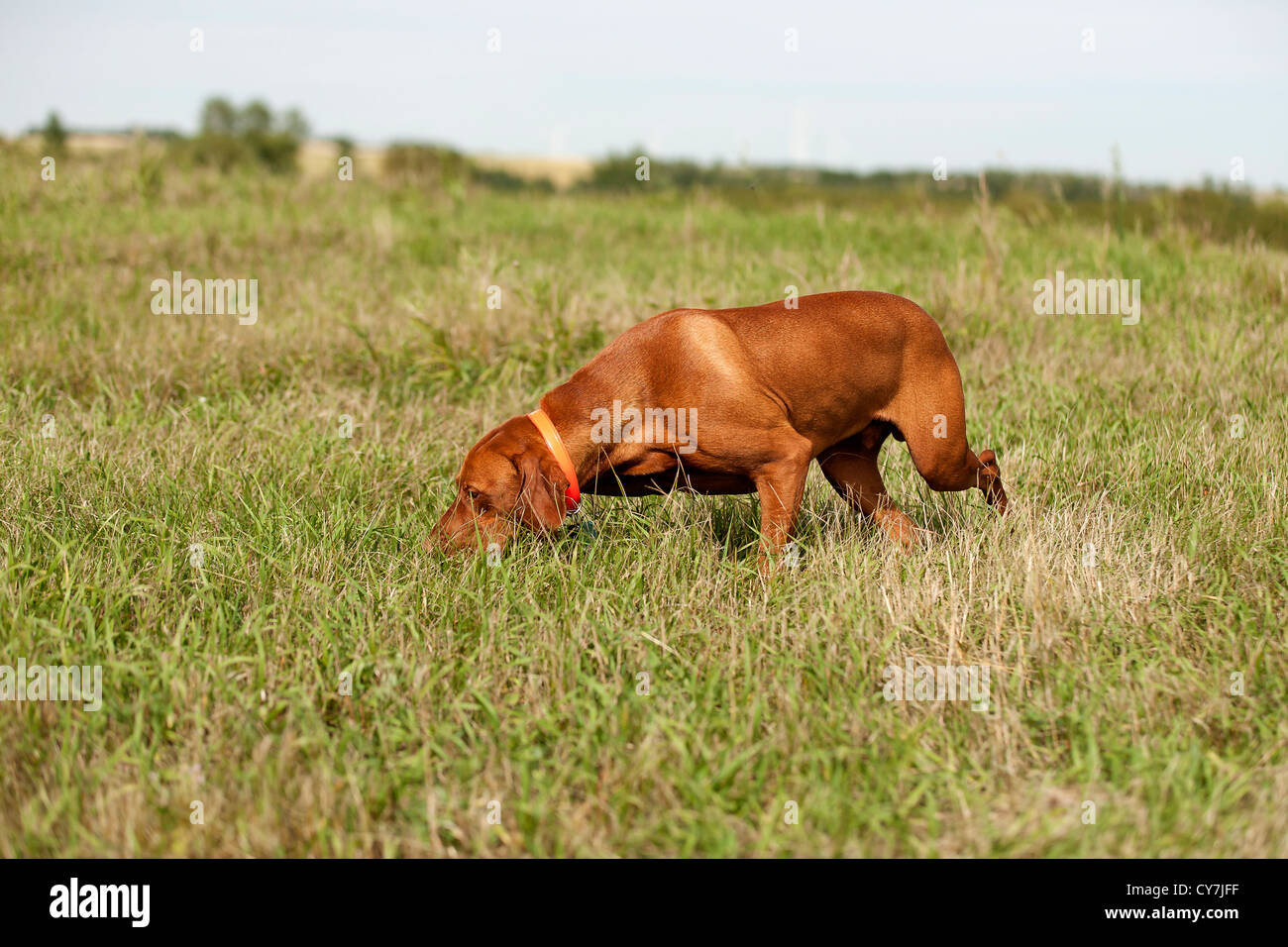 pointing dog performing field search Stock Photo - Alamy