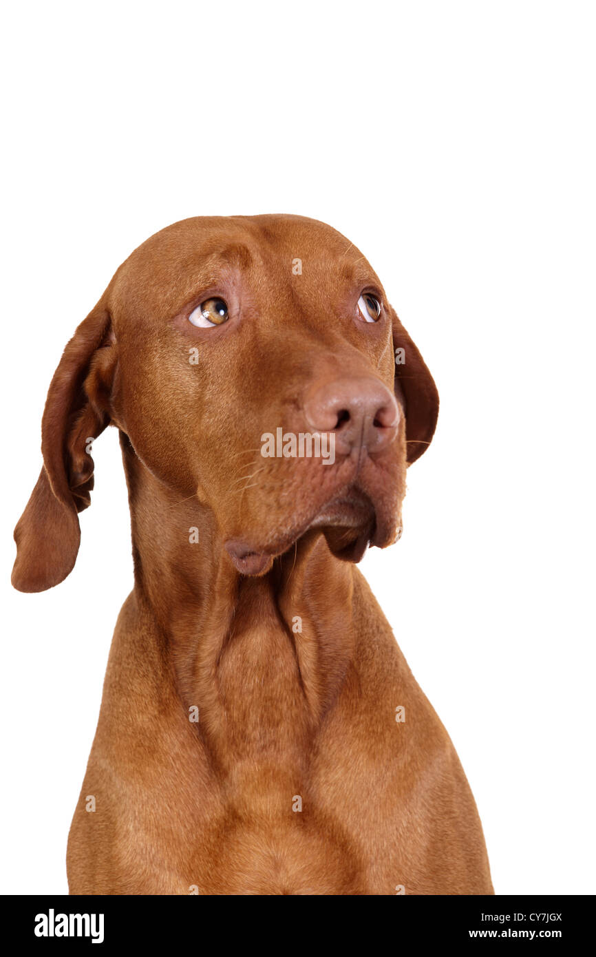 innocent dog portrait on white background Stock Photo - Alamy