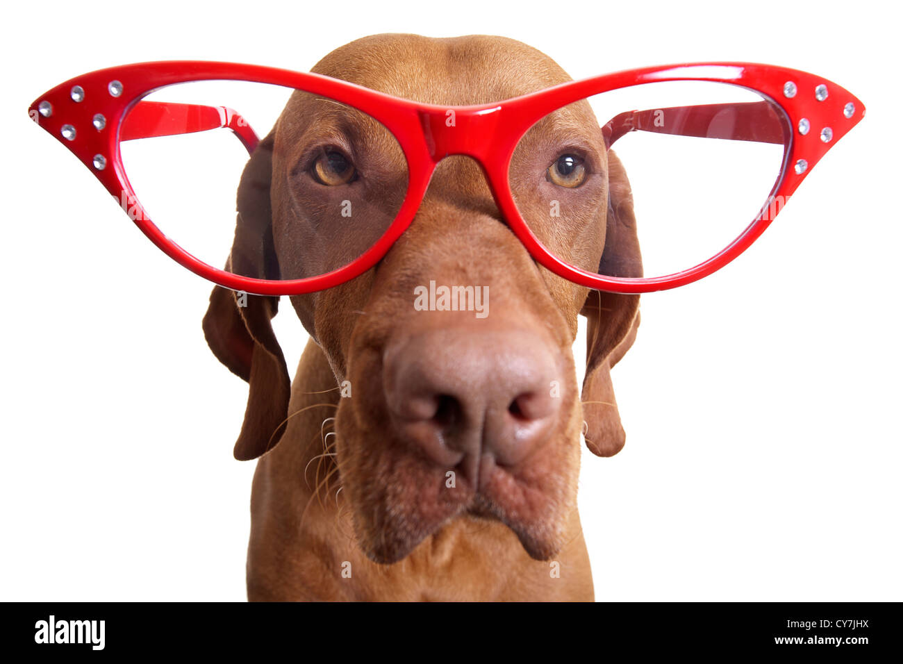 dog wearing extra large red glasses Stock Photo - Alamy