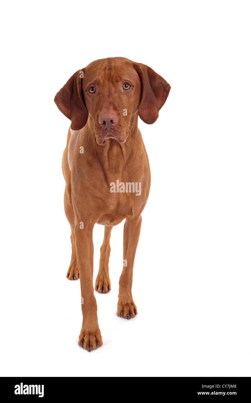 How Long Should I Walk My Vizsla Puppy
