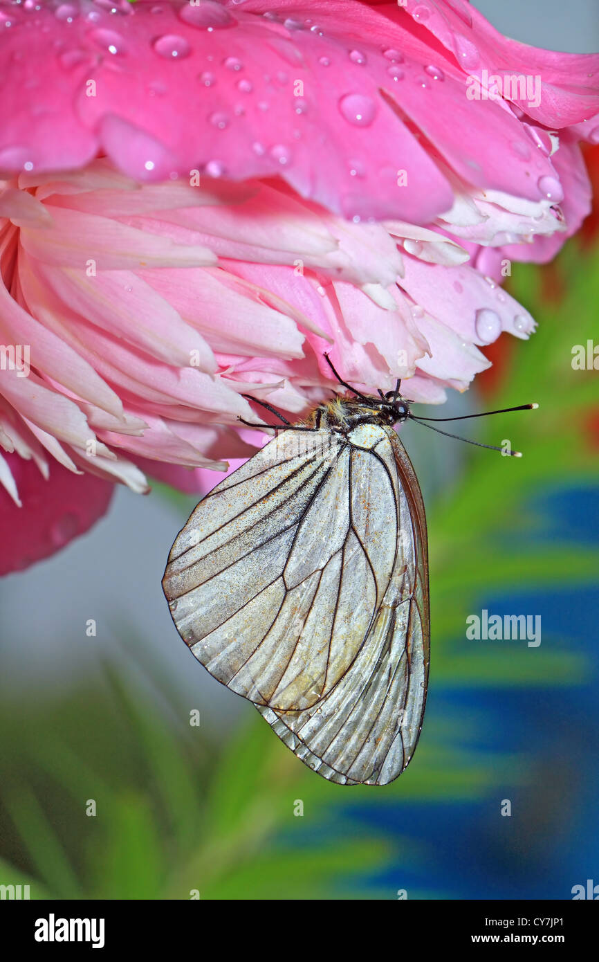 Butterfly from the side hi-res stock photography and images - Alamy