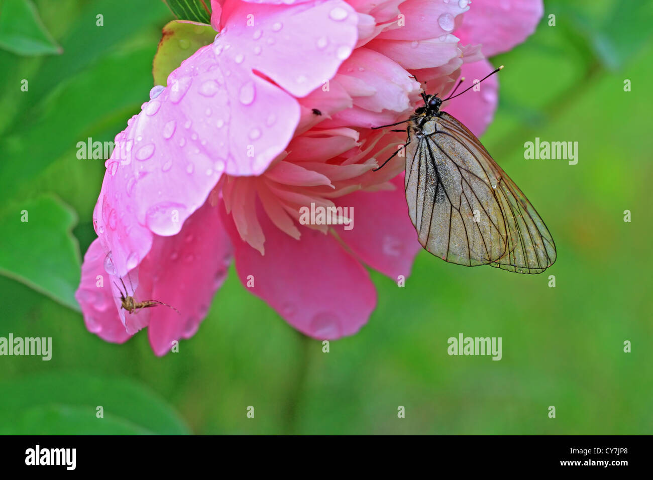 Hide from rain hi-res stock photography and images - Alamy