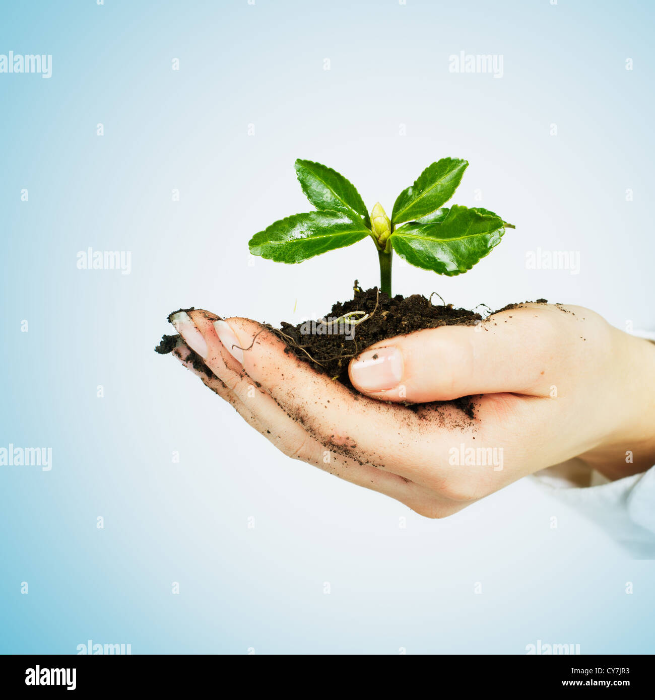 Small plant growing in the human hands Stock Photo - Alamy