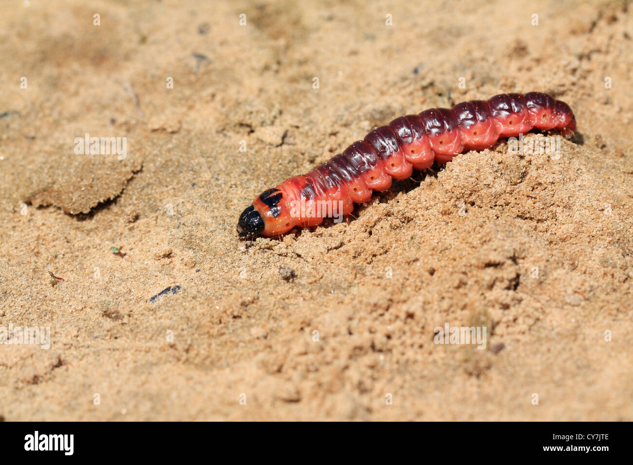 Red White Black Caterpillar