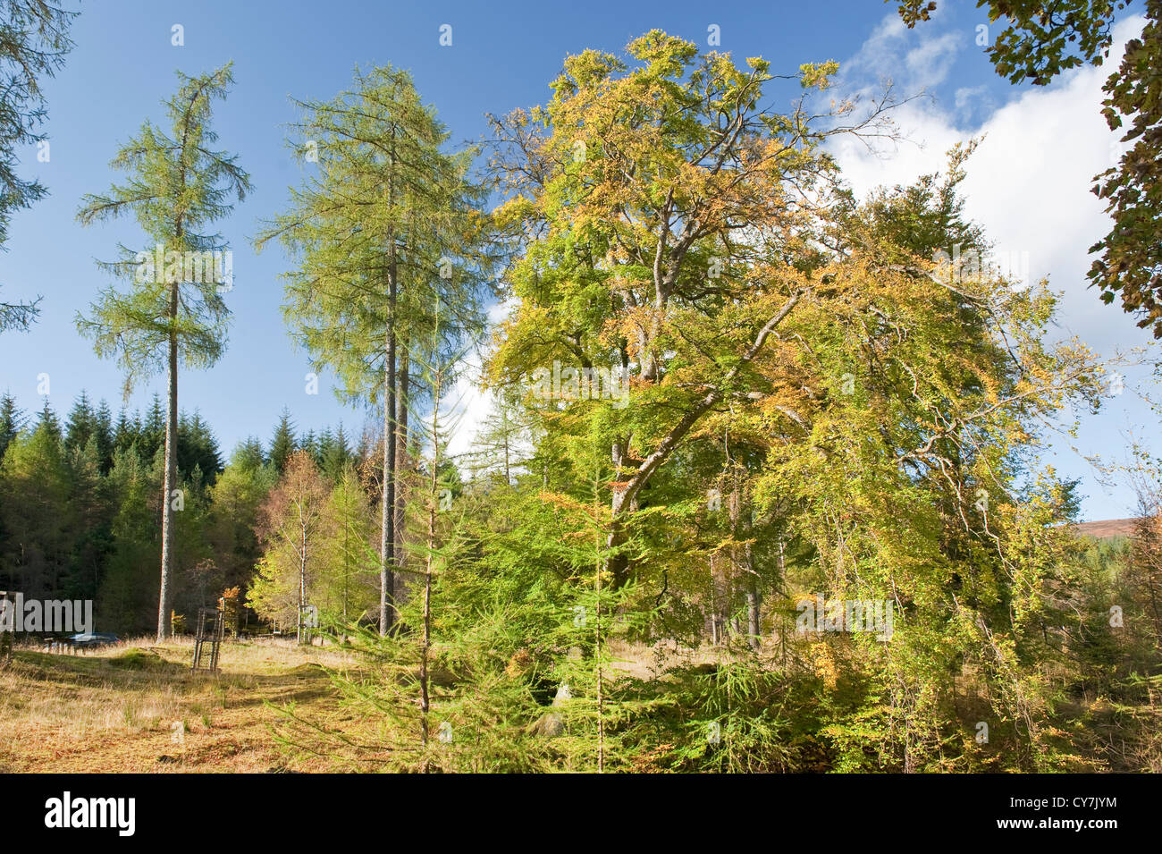 Autumn colours in trees in Scotland Stock Photo - Alamy