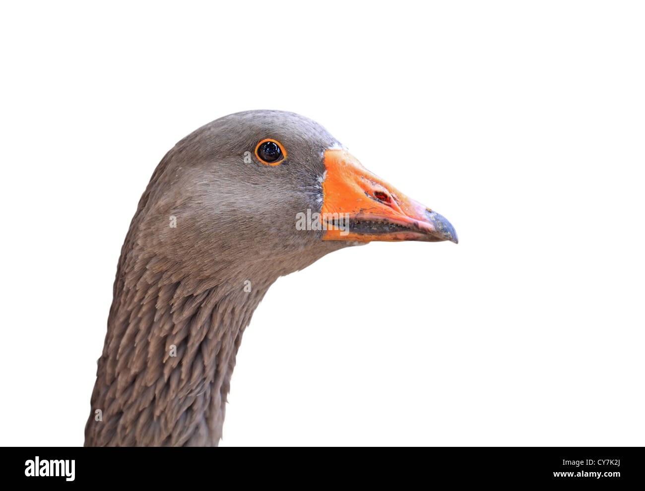goose head on white background Stock Photo - Alamy