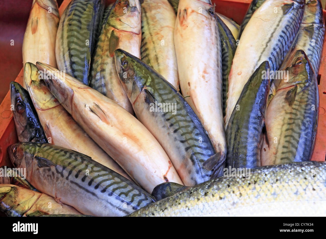Freshwater fish with big scales hi-res stock photography and images - Alamy