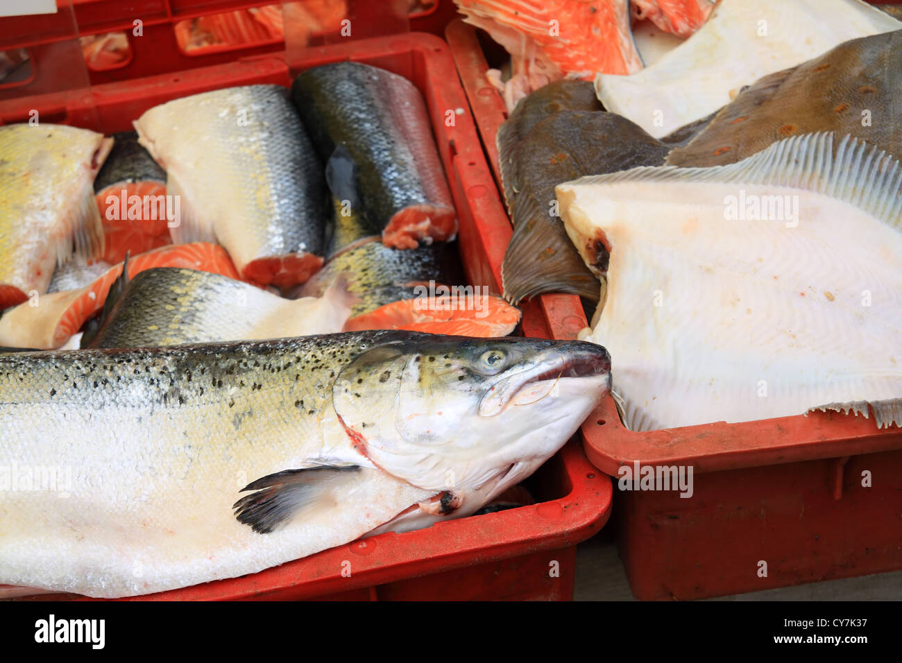 Freshwater fish with big scales hi-res stock photography and images - Alamy