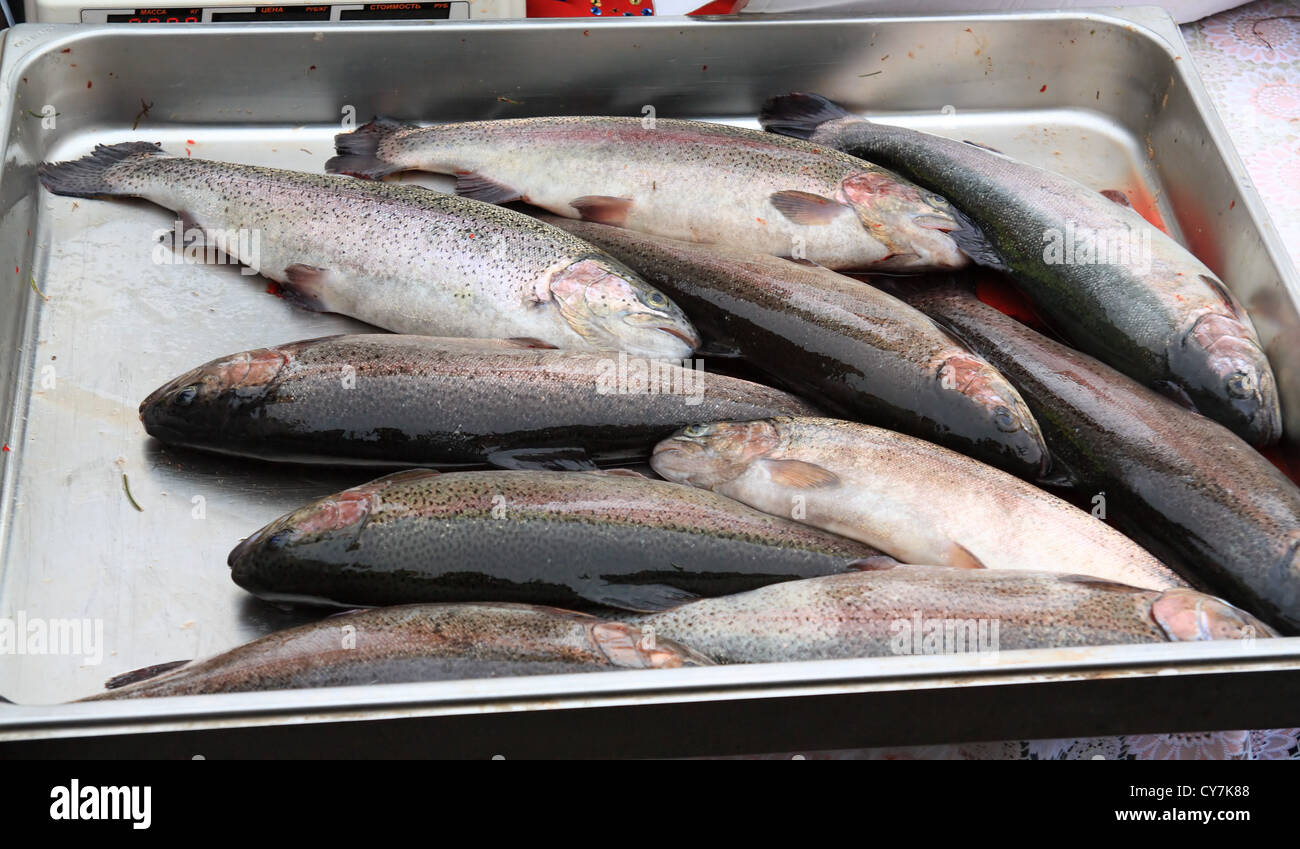 Freshwater fish with big scales hi-res stock photography and images - Alamy