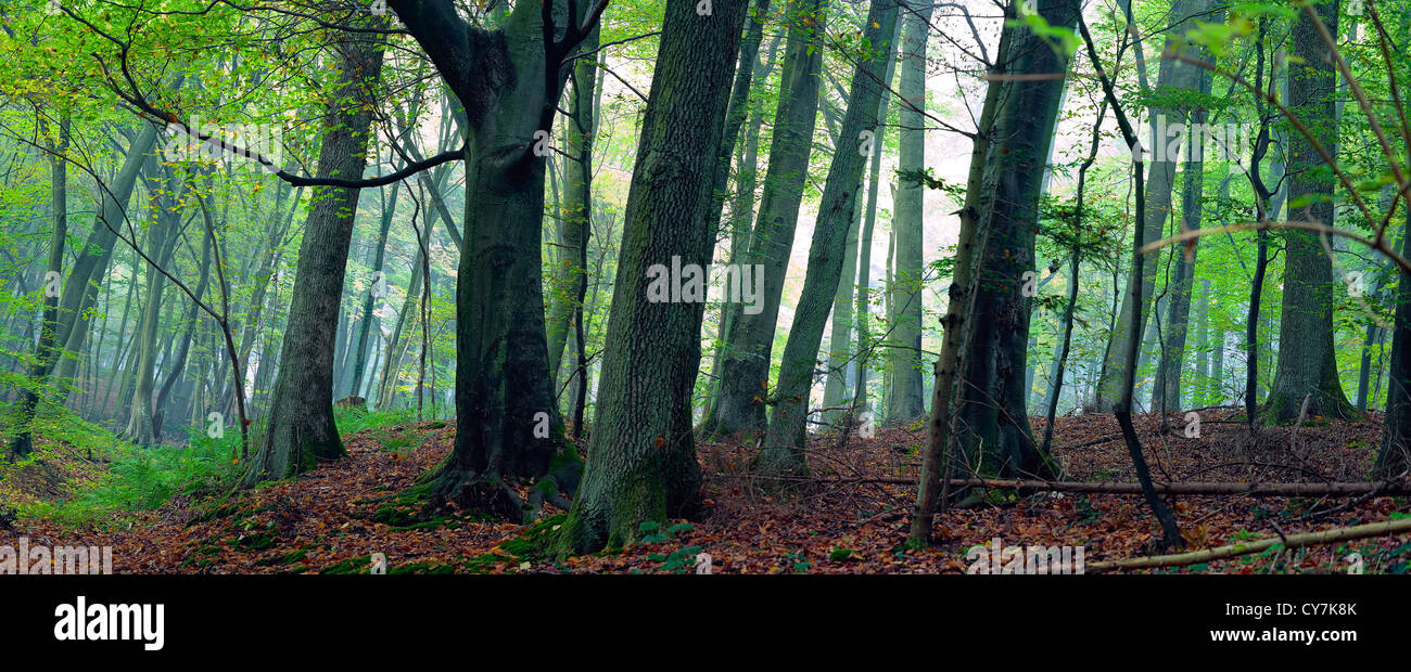Mixed forest (beech, hornbeam and oak ) in a misty day, autumn ...