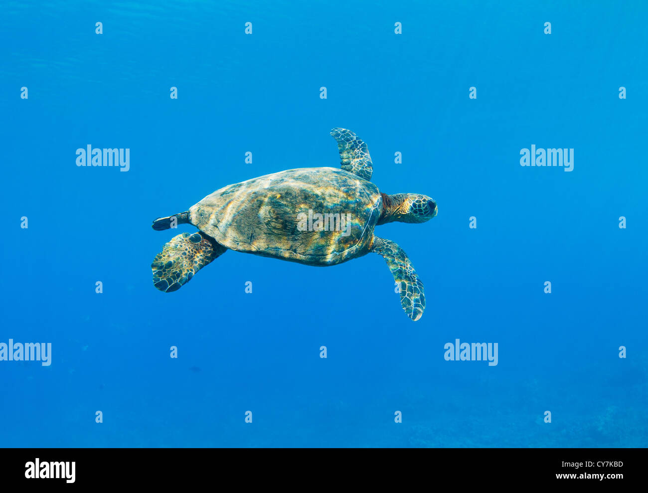 Green Sea Turtle Under Water in Hawaii Stock Photo - Alamy