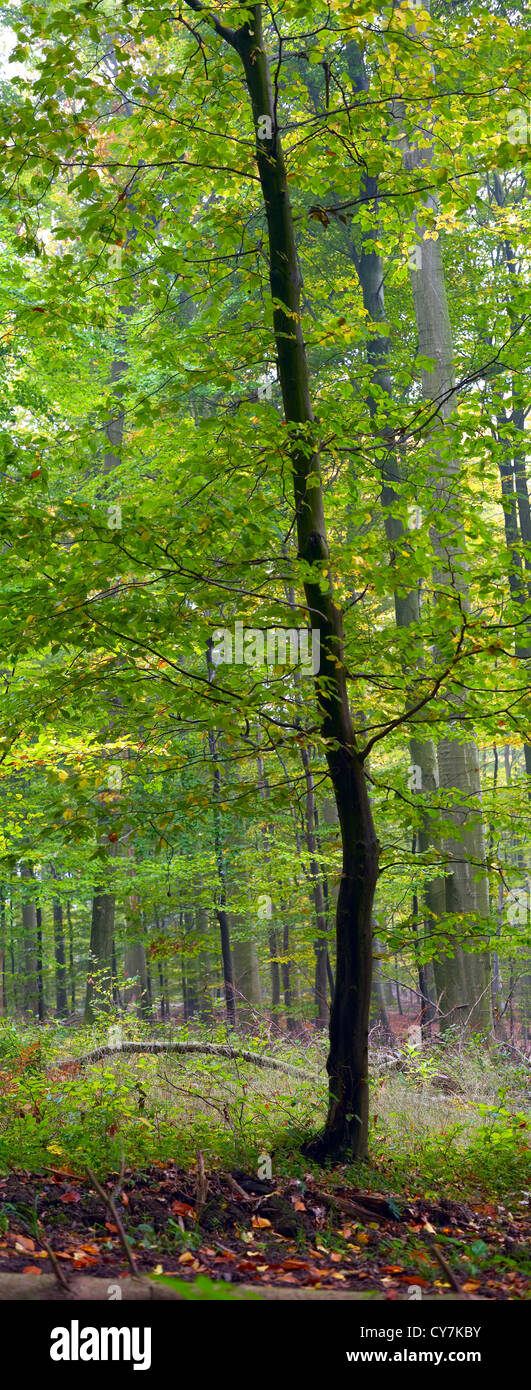 Young beech tree in a mixed forest (beech, hornbeam and oak ), misty ...