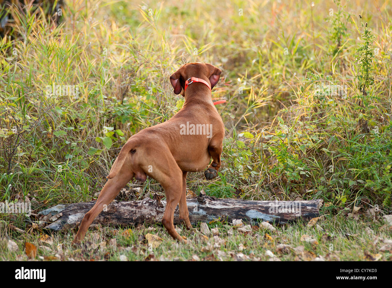 pointing dog working in field Stock Photo - Alamy