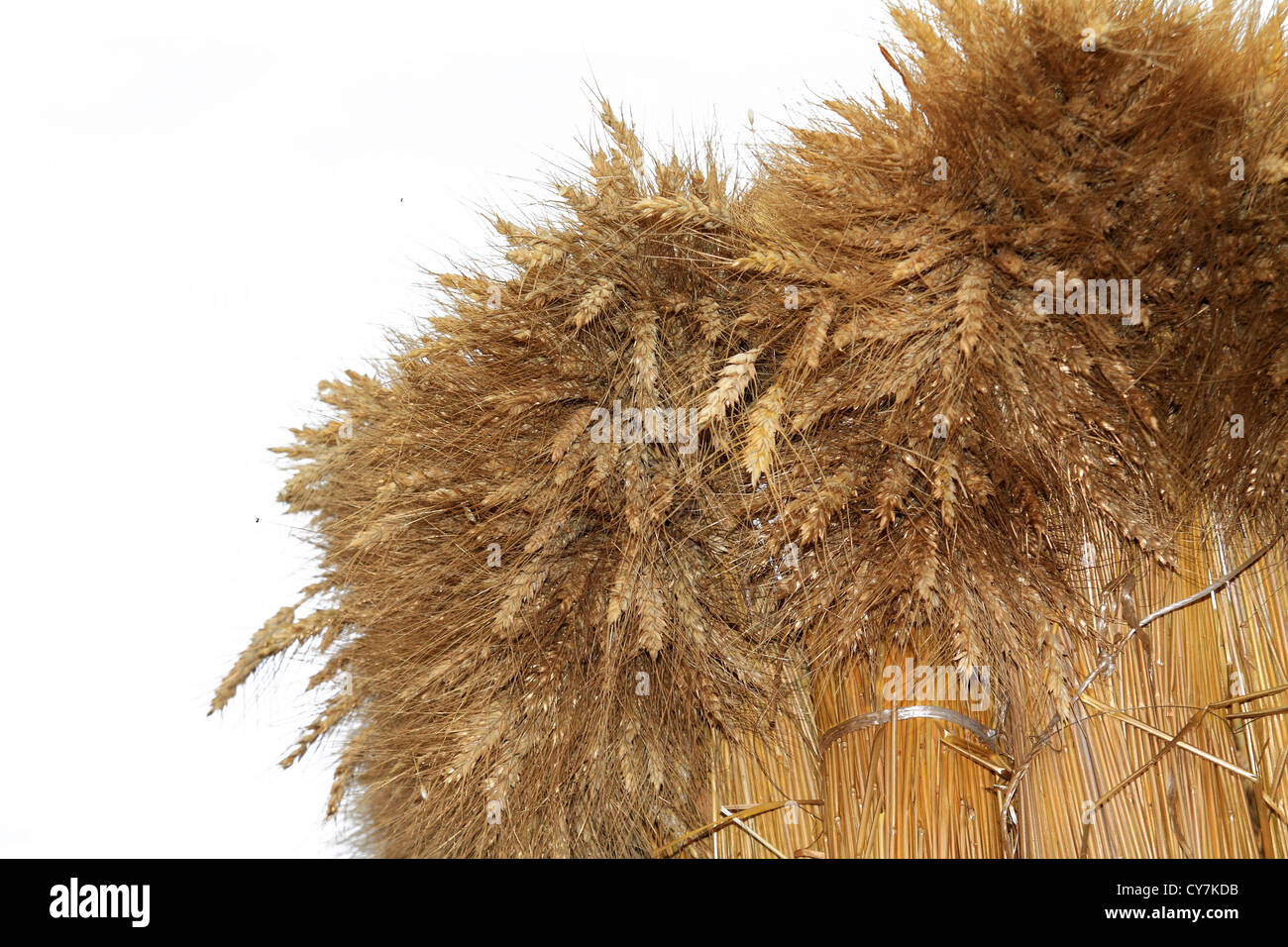 wheat sheaf on white background Stock Photo - Alamy