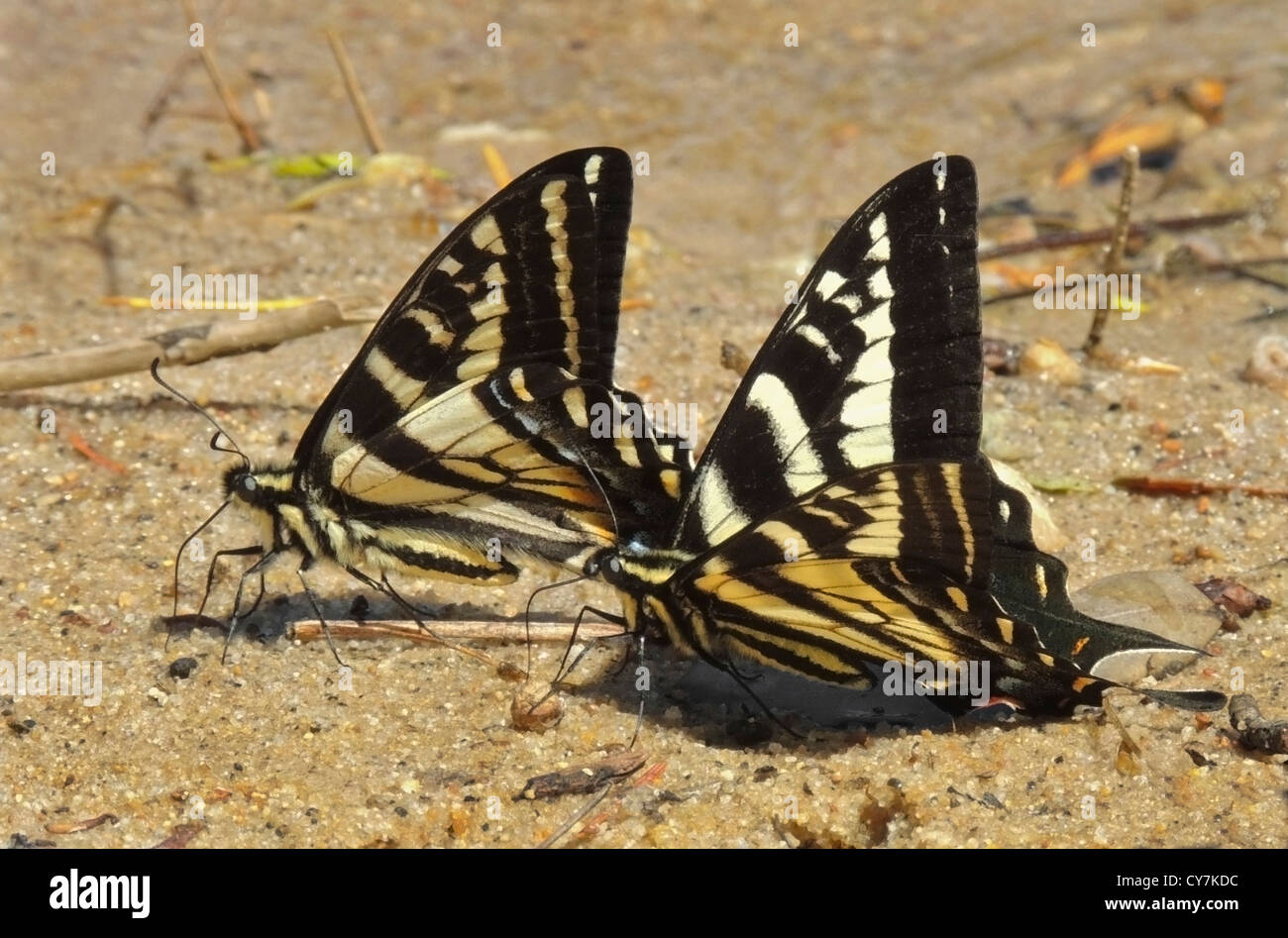 Western Tiger Swallowtail Butterfly (Papilio rutulus)are attracted to ...
