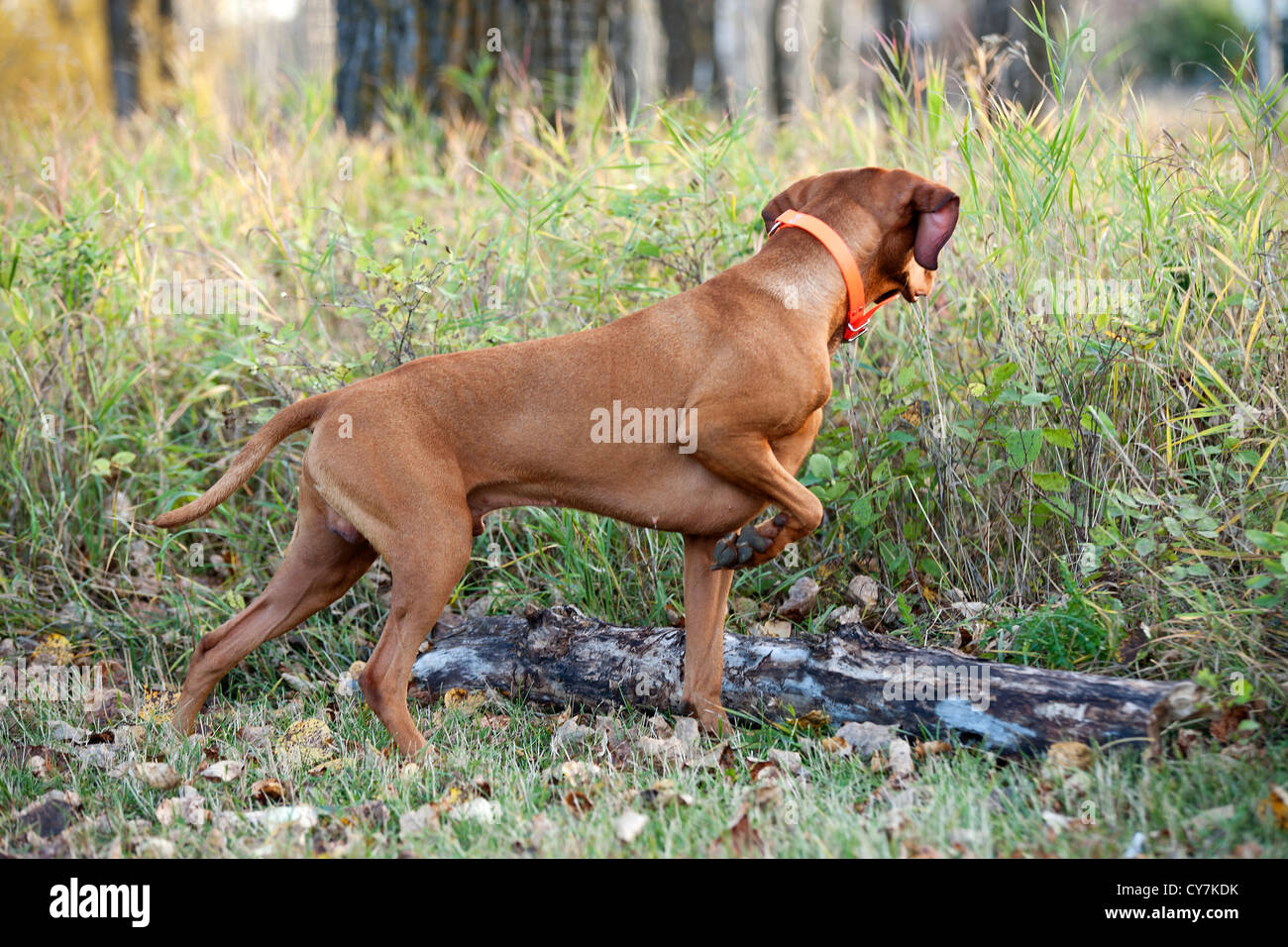 hunting dog pointing in forest Stock Photo - Alamy