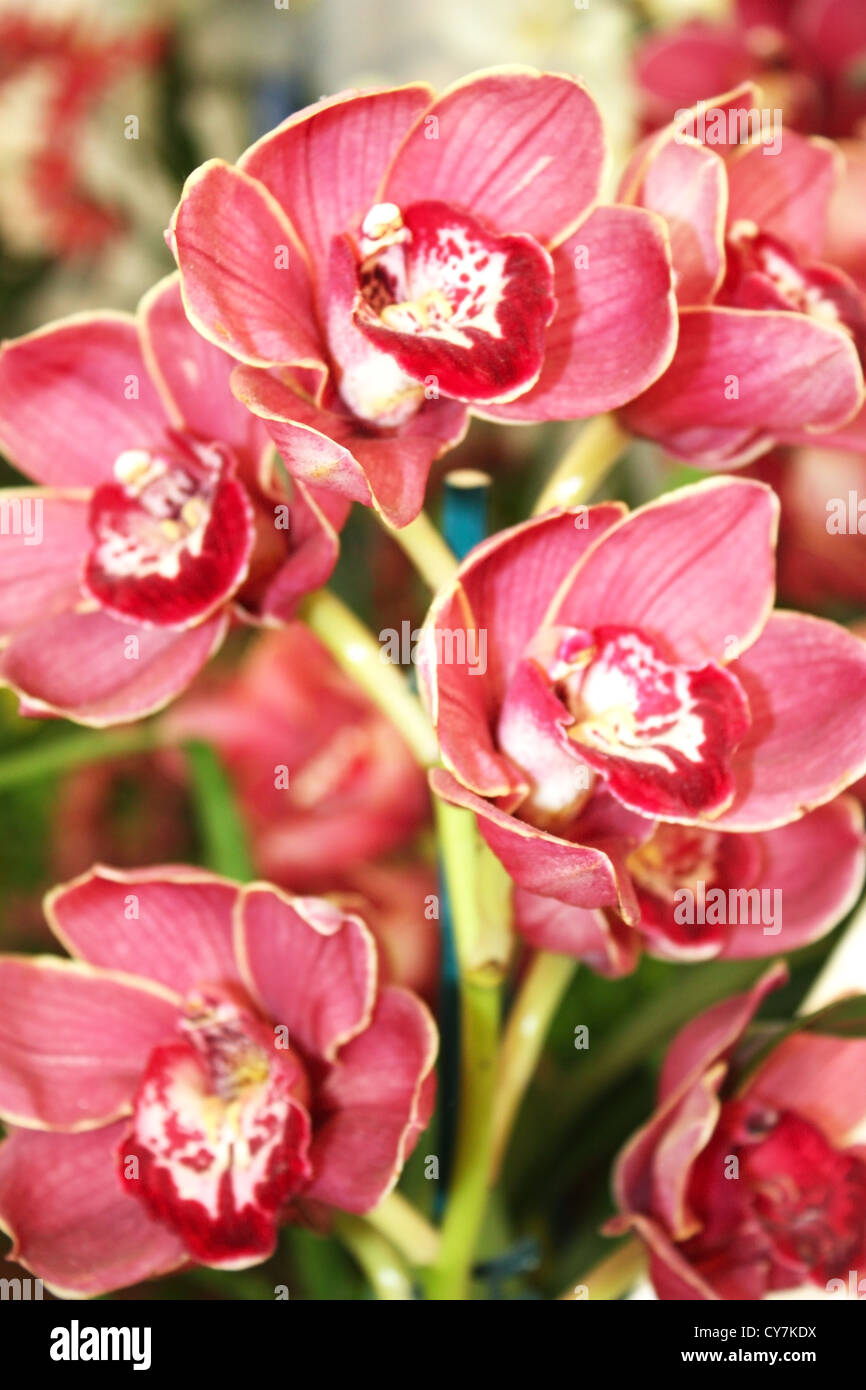 Colorful fresh flowers in garden Stock Photo - Alamy