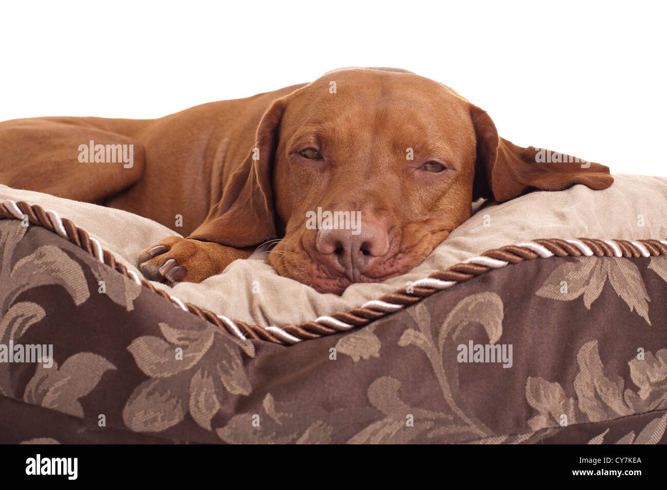 pure breed hunting dog laying on bed Stock Photo - Alamy