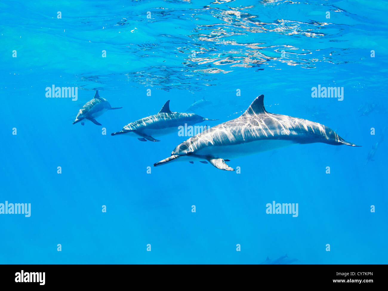 dolphins swimming underwater, tropical ocean Stock Photo - Alamy