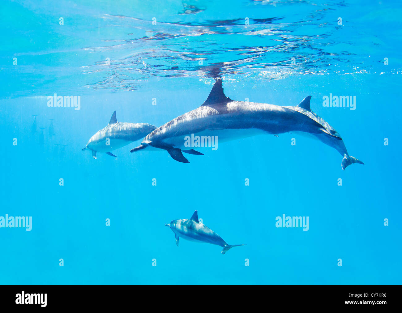 Amazing view underwater hi-res stock photography and images - Alamy