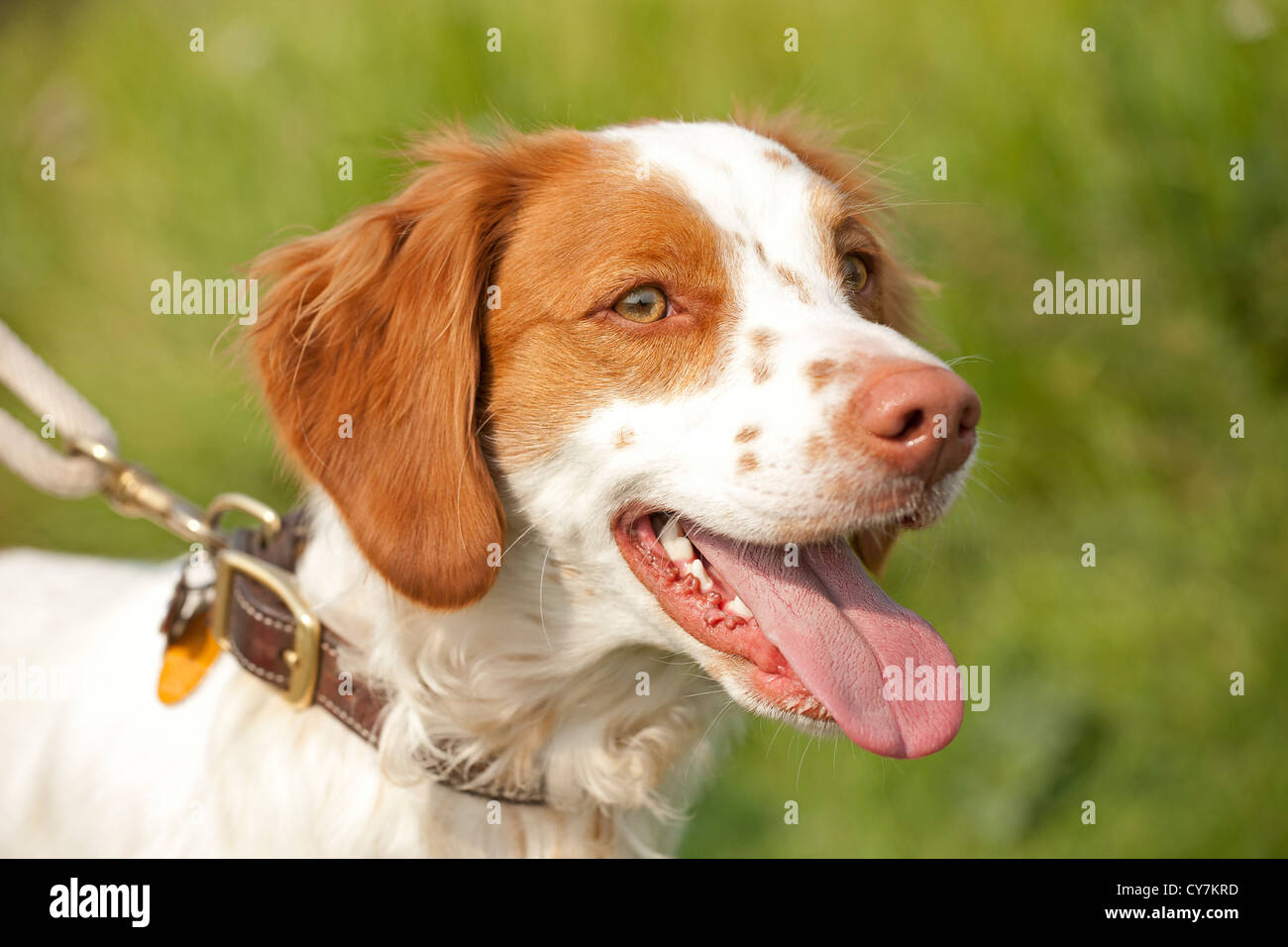 Brittany spaniel hi-res stock photography and images - Alamy