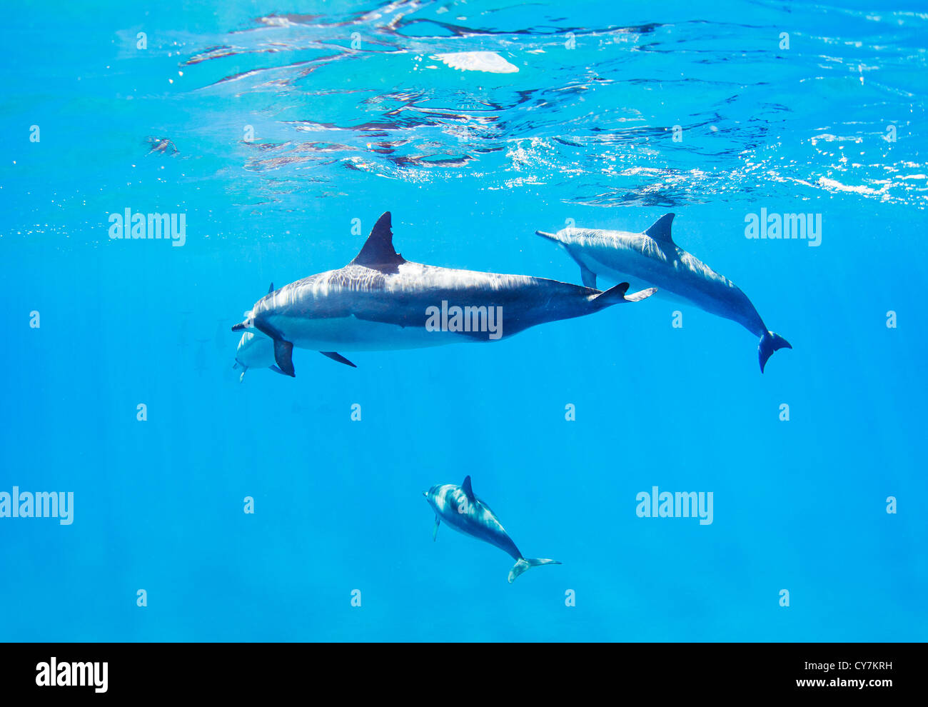 dolphins swimming underwater, tropical ocean Stock Photo - Alamy