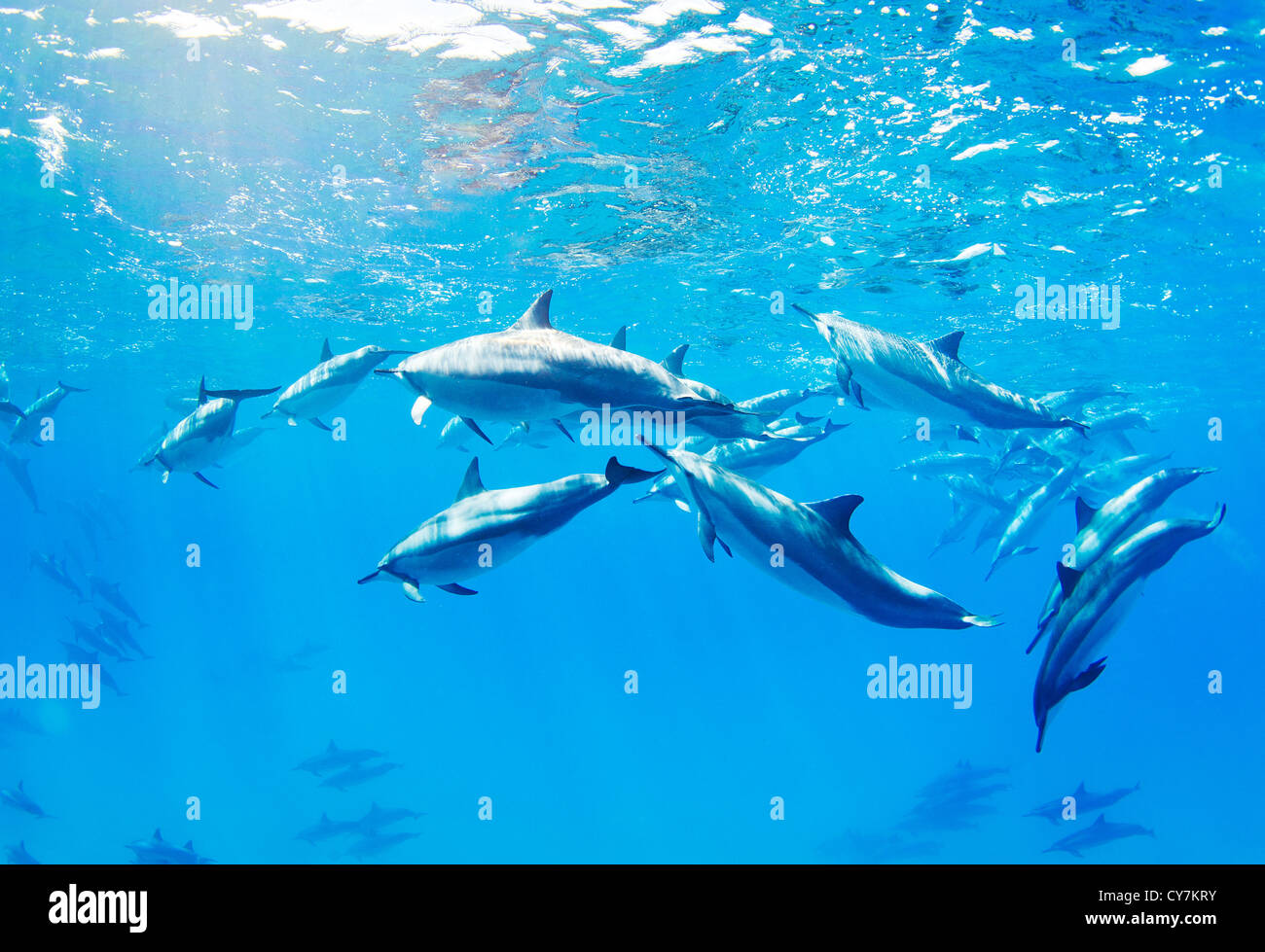 dolphins swimming underwater, tropical ocean Stock Photo - Alamy