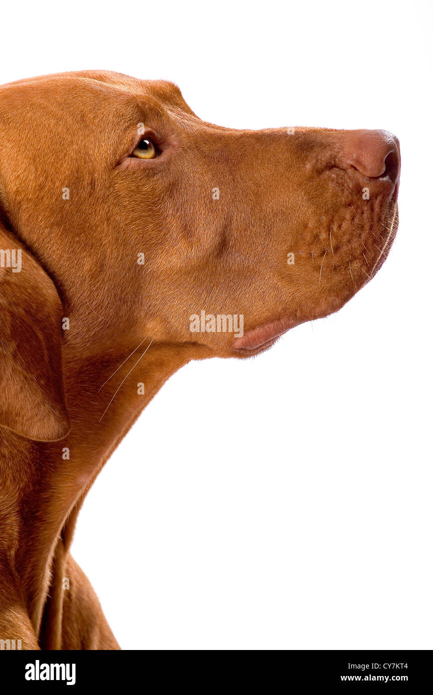 Vizsla dog portrait on white background Stock Photo - Alamy