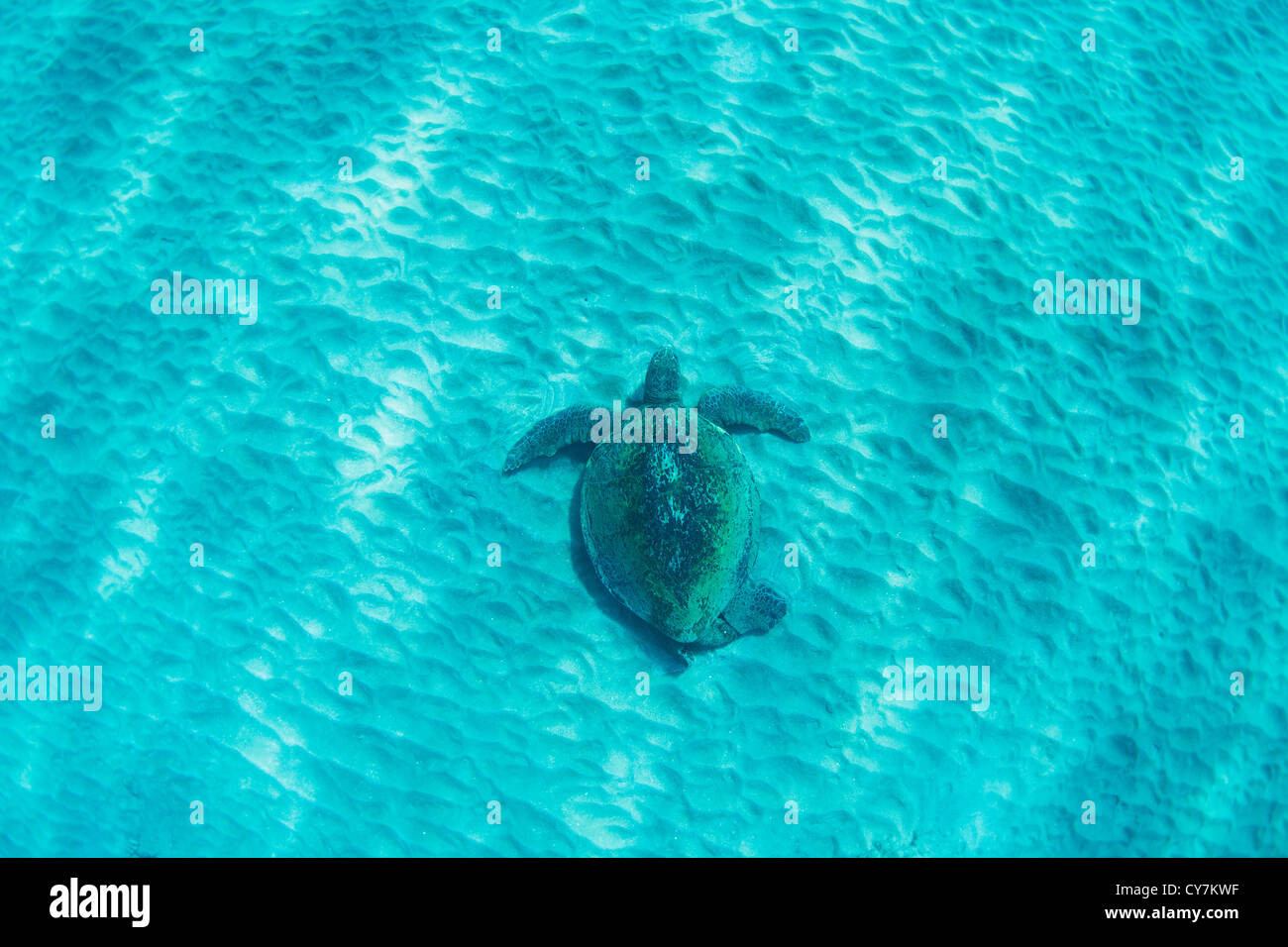 Sea turtle under the water surface hi-res stock photography and images ...