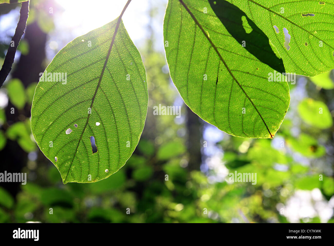Greenish wood texture hi-res stock photography and images - Alamy