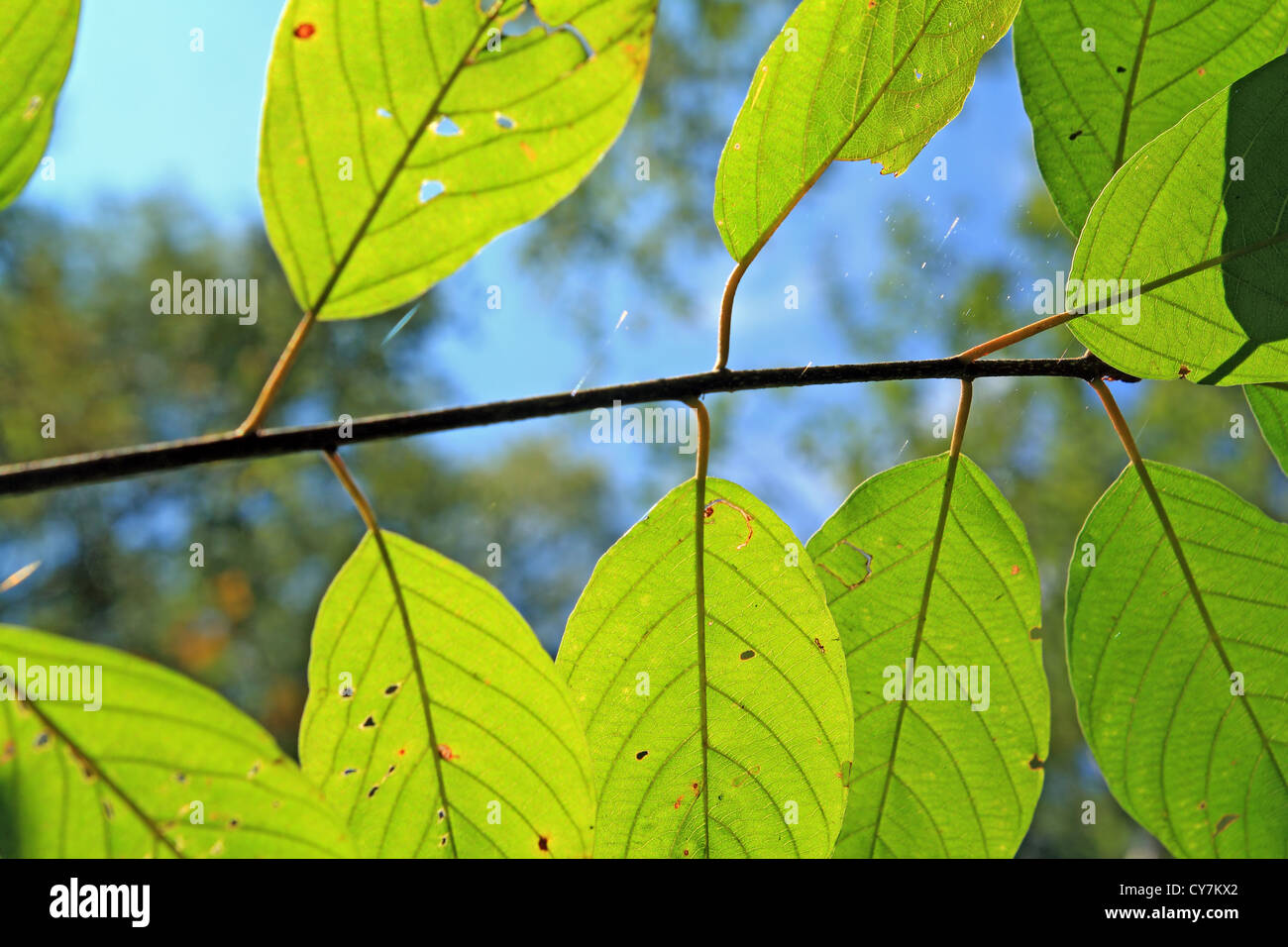 Wood texture background contrasting hi-res stock photography and images ...