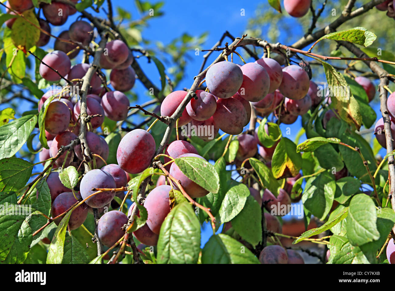 ripe plum on wood branch Stock Photo - Alamy