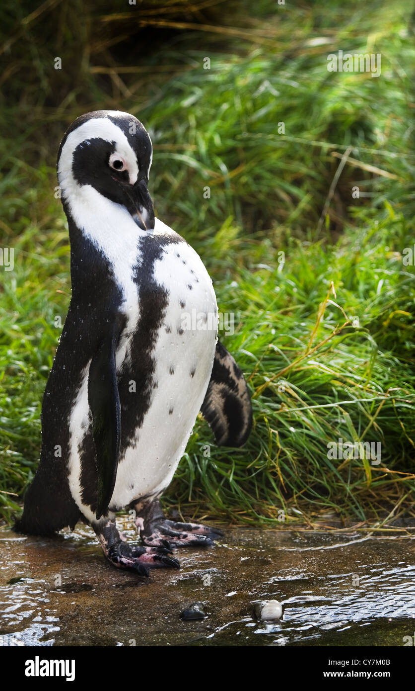 African- or Black-footed penquin covered with waterdrops standing in ...