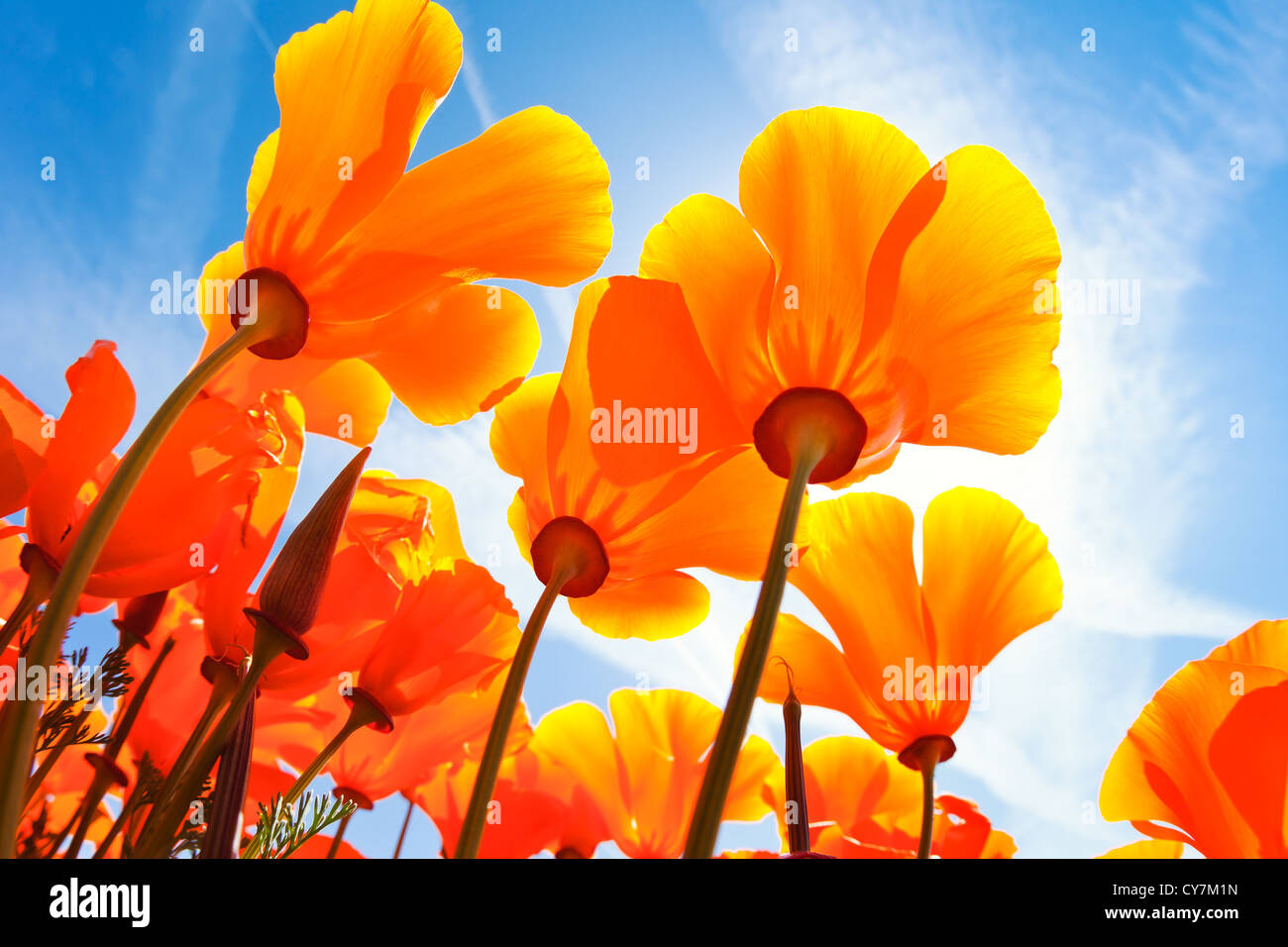 Beautiful spring flowers Stock Photo - Alamy