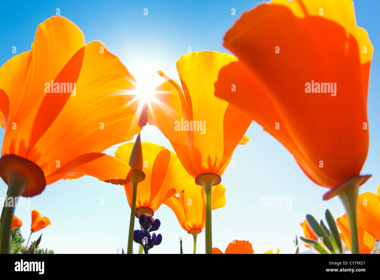 Beautiful spring flowers Stock Photo - Alamy
