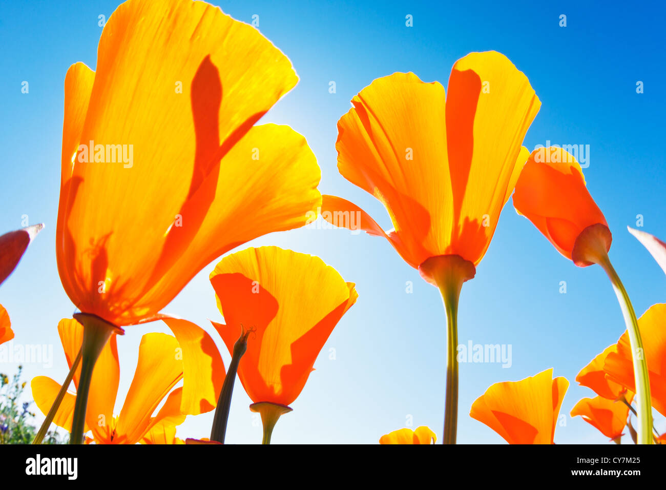 Beautiful spring flowers Stock Photo - Alamy