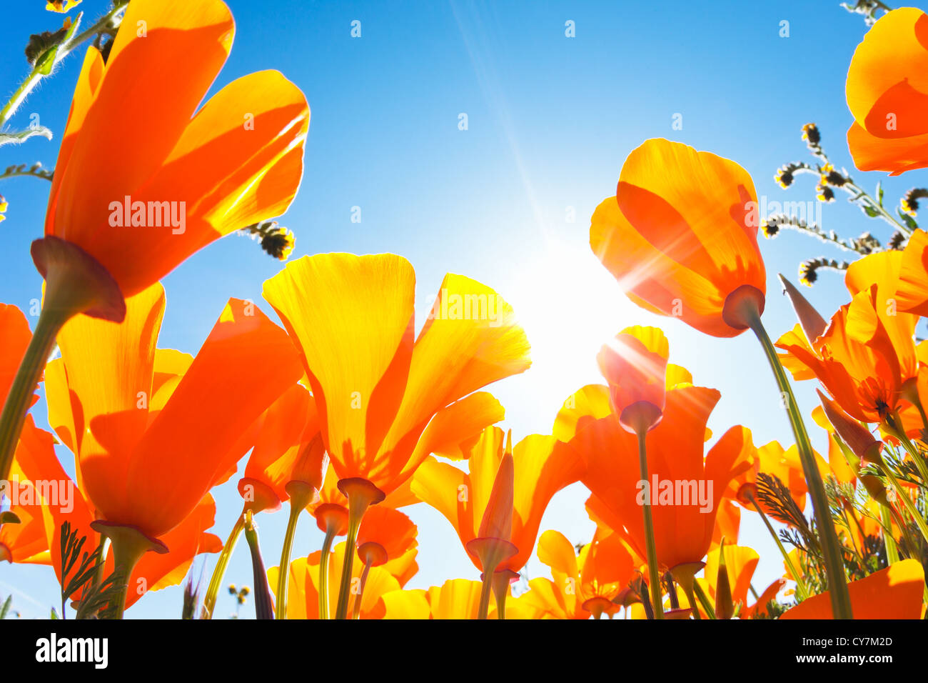 Beautiful spring flowers Stock Photo - Alamy