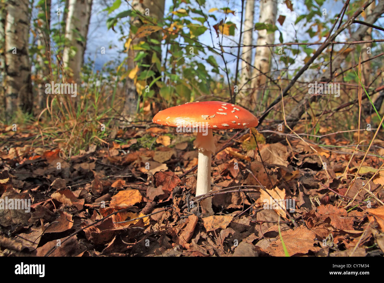 big fly agaric amongst yellow dry sheet Stock Photo - Alamy