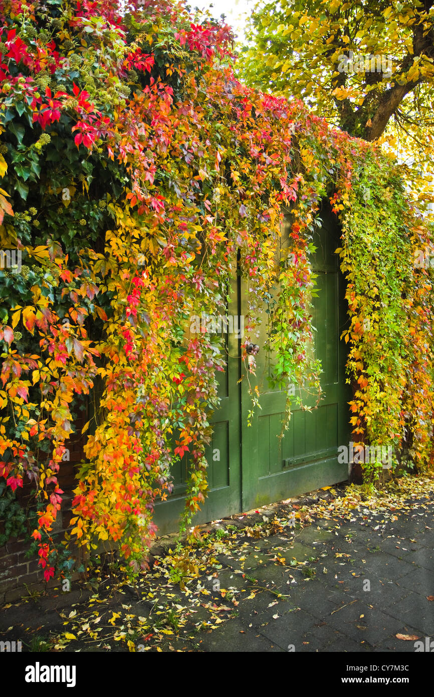 Creeper over wall hi-res stock photography and images - Alamy