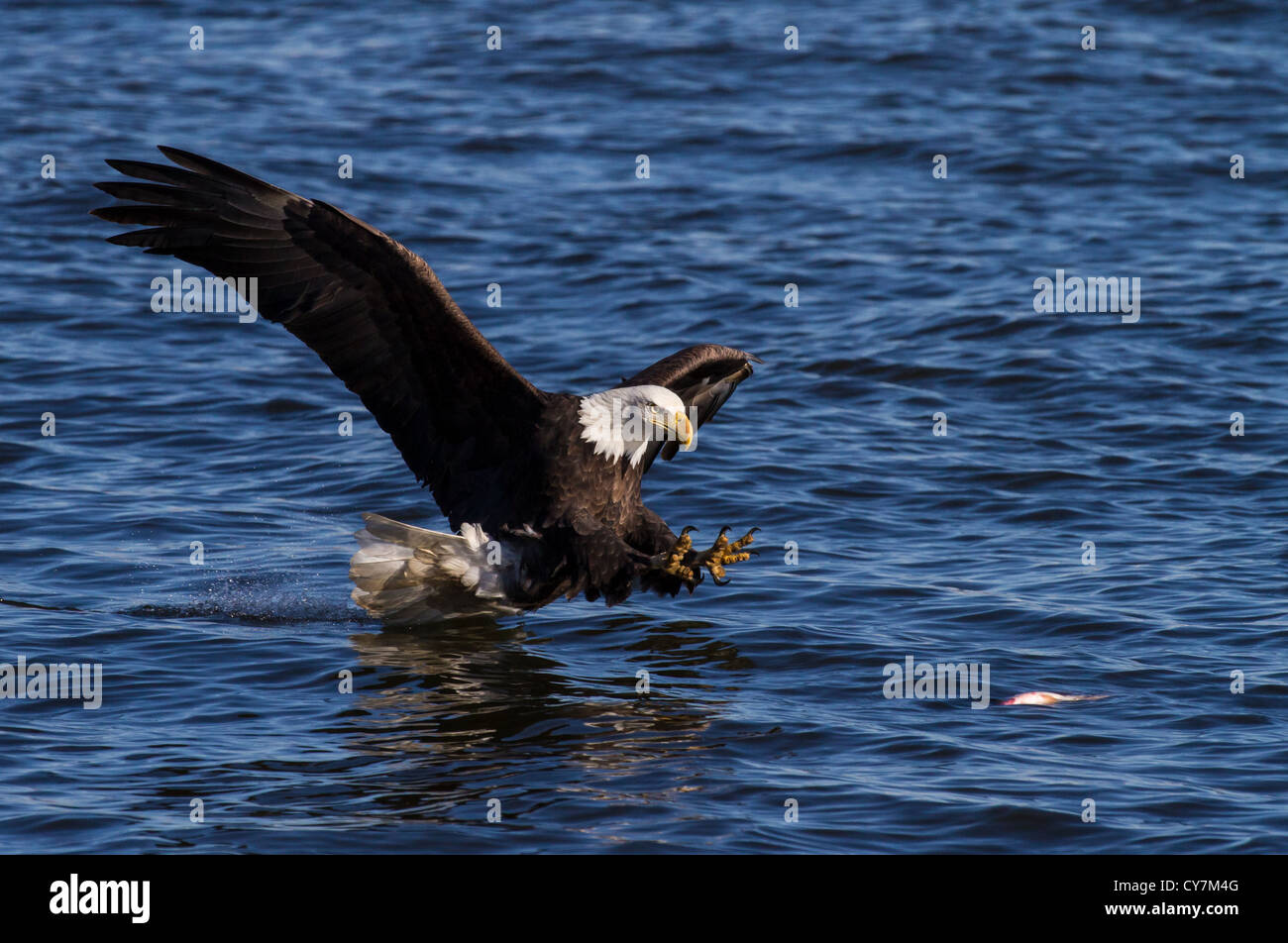 A Bald Eagle catching a fish on the water Stock Photo - Alamy