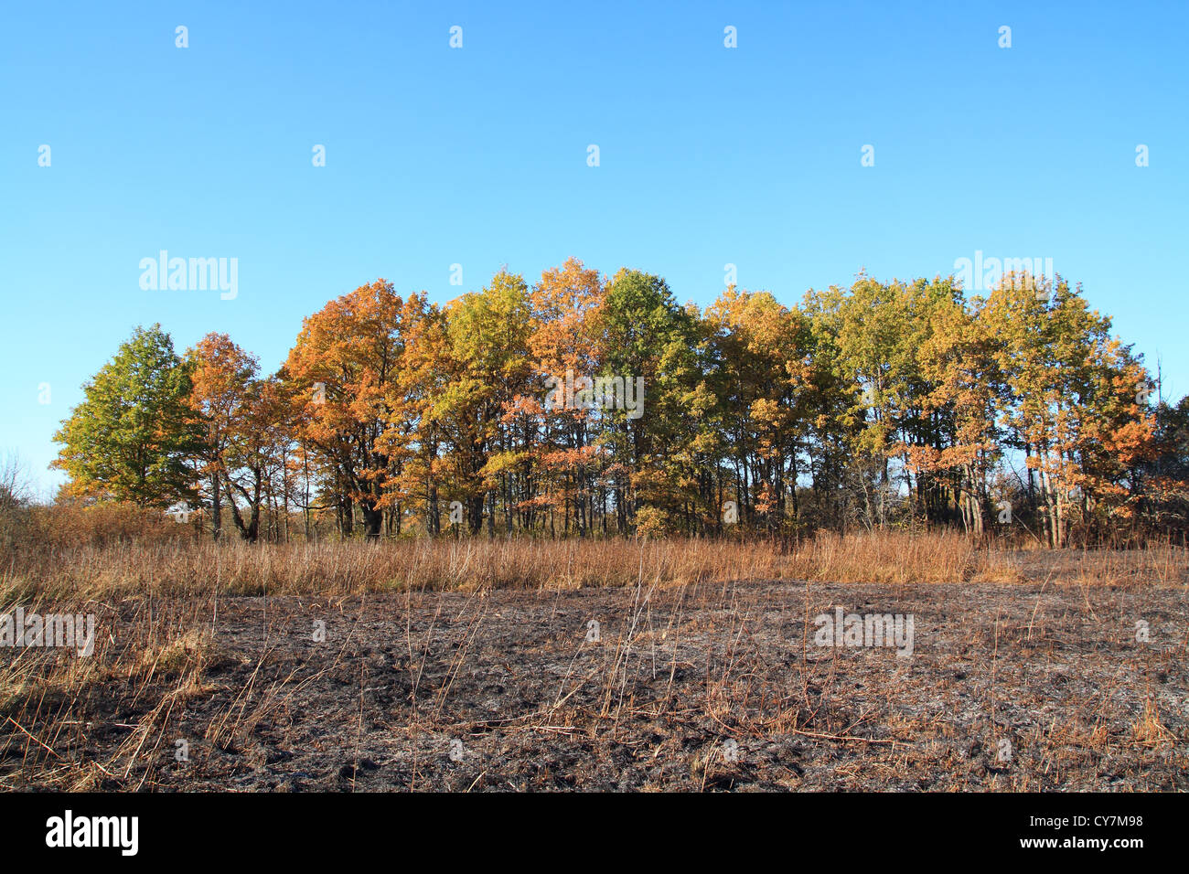 oak wood after fire Stock Photo - Alamy