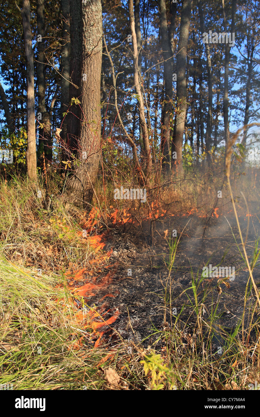 fire in oak wood Stock Photo - Alamy