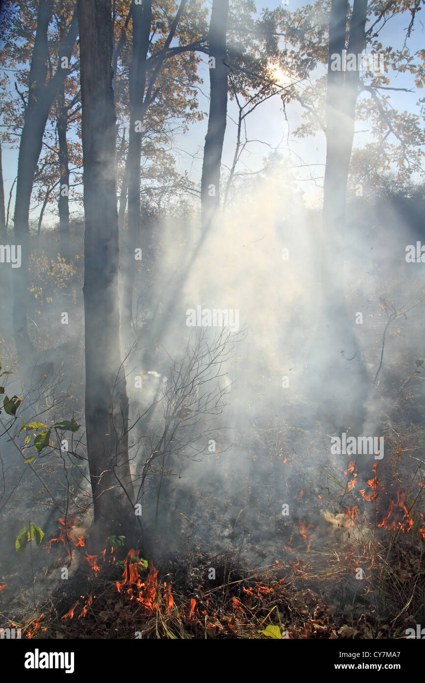 fire in oak wood Stock Photo - Alamy