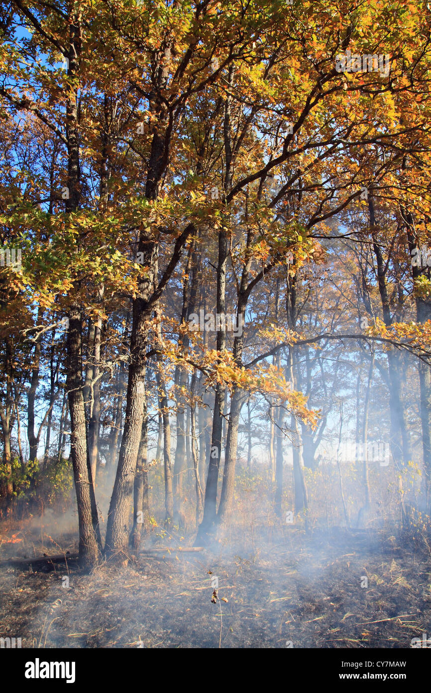 fire in wood Stock Photo - Alamy