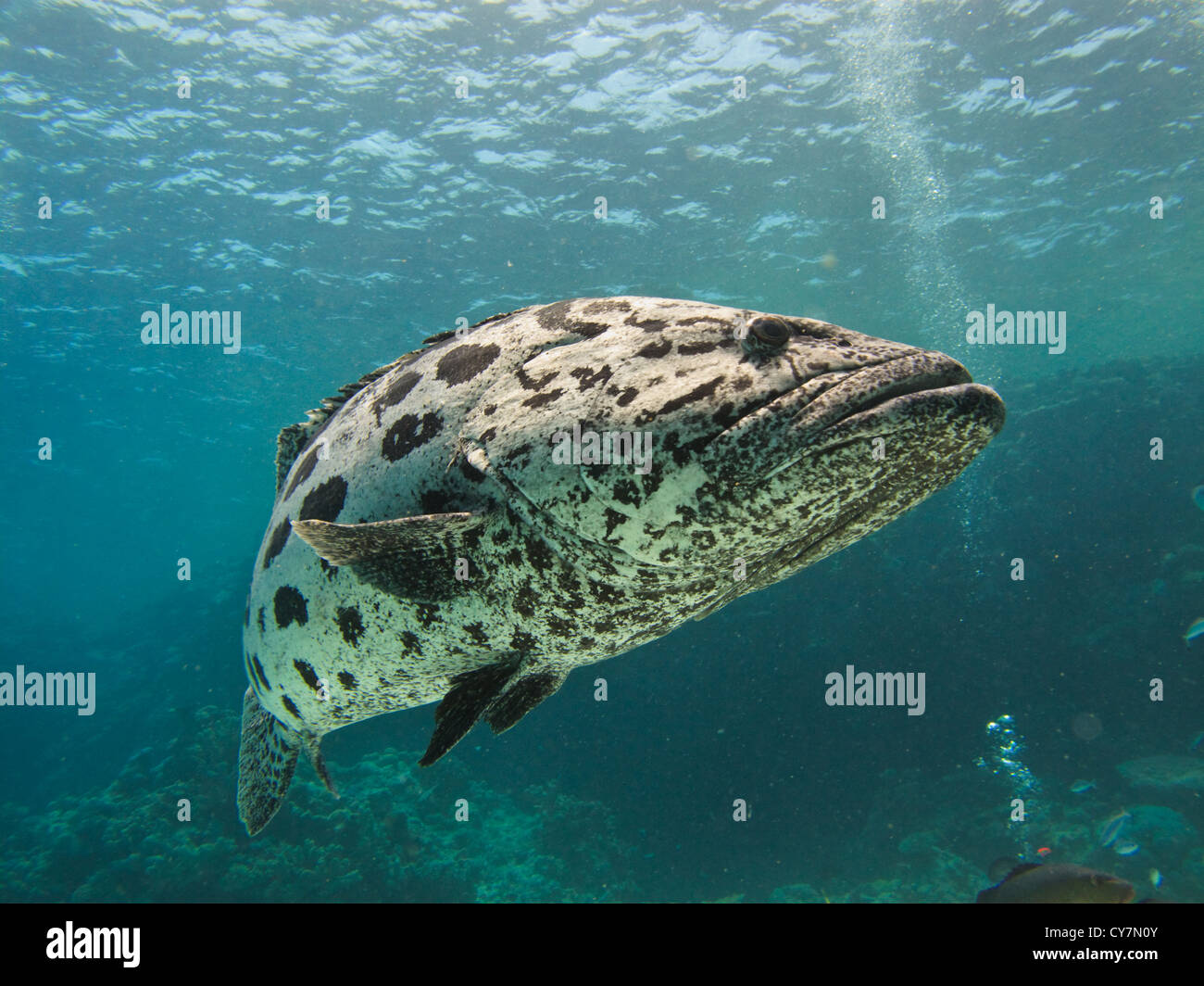 Giant Potato cod (Epinephelus tukula) swimming toward photographer on ...