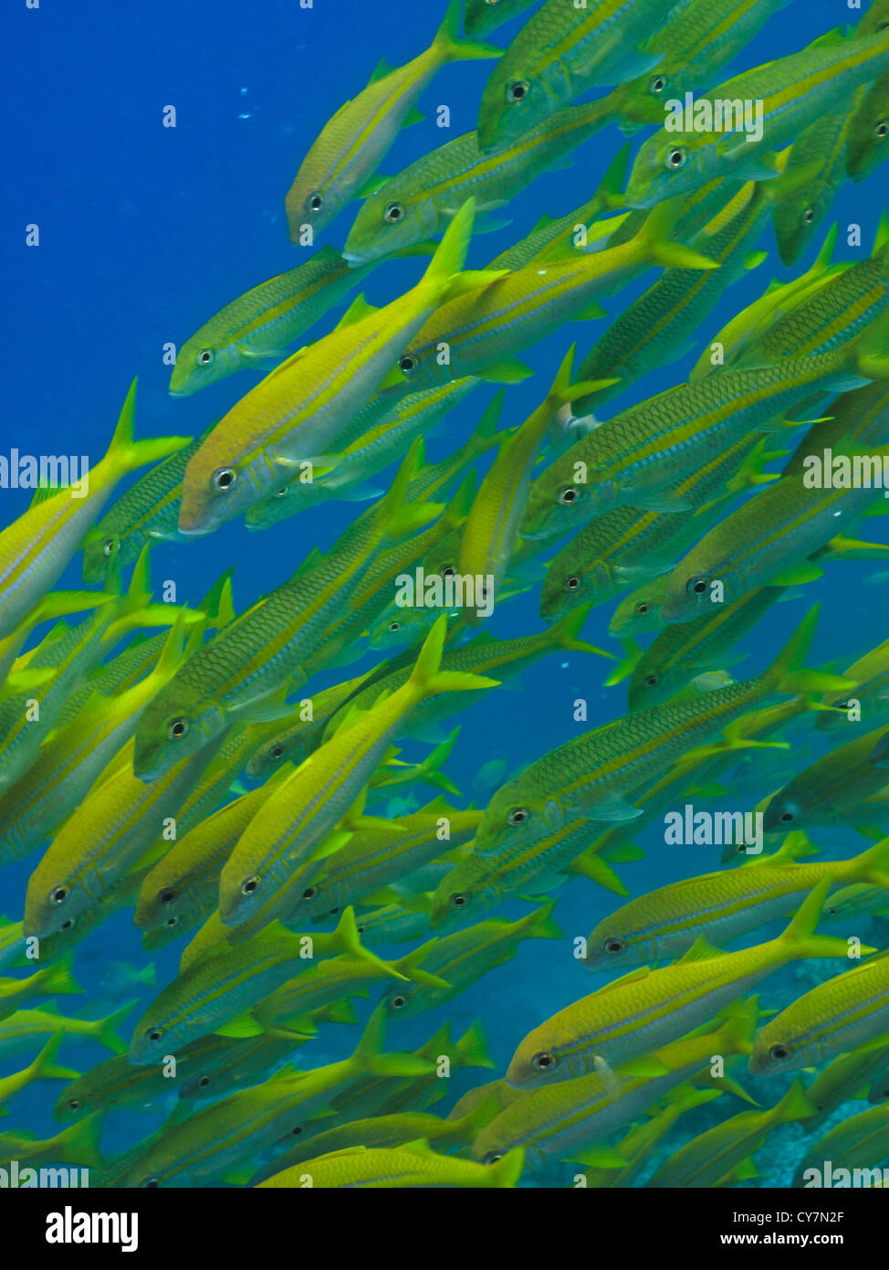 School of yellow fish yellowtail surgeon fish Acanthurus xanthopterus ...