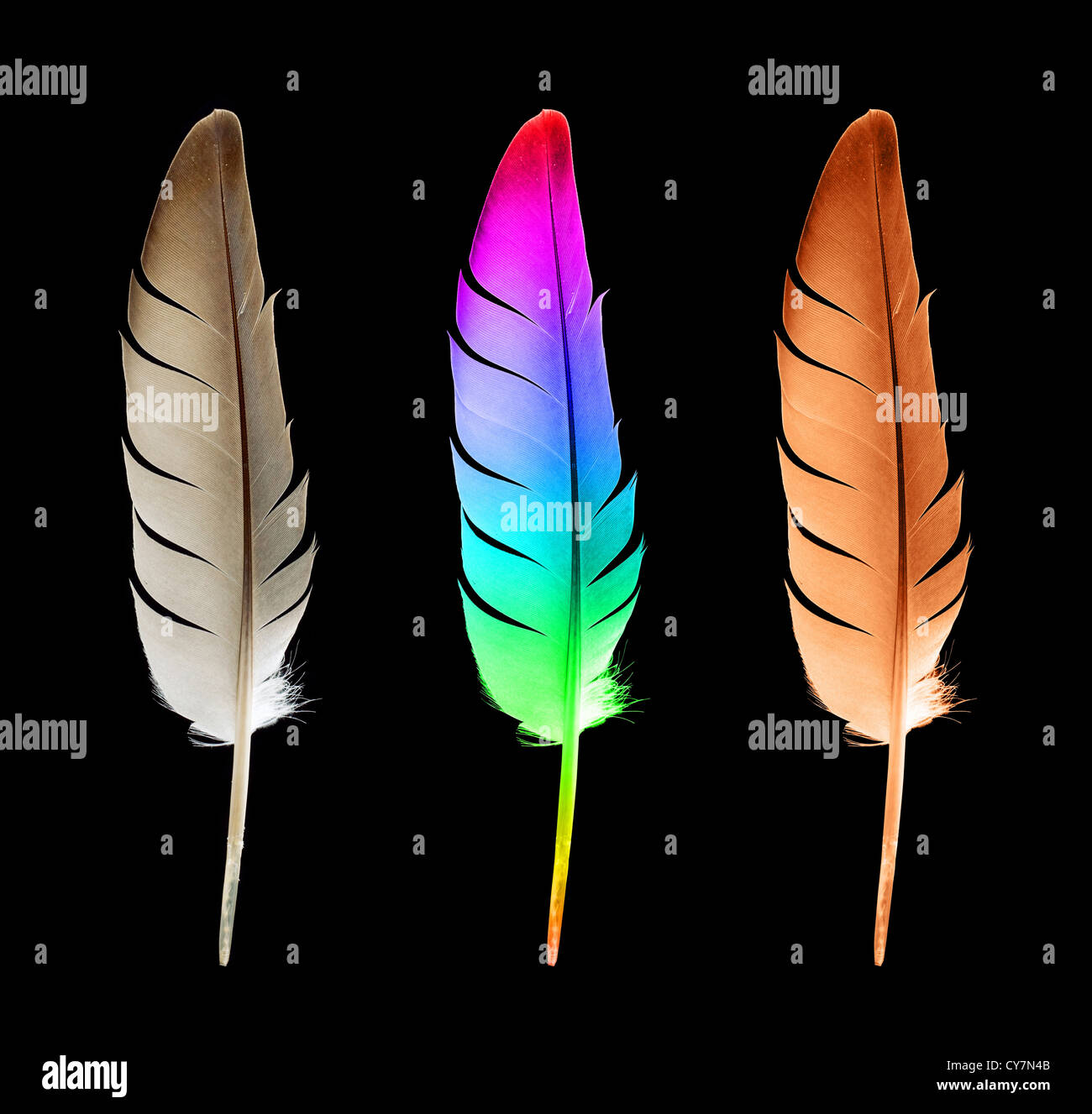Soft pigeon feather hi-res stock photography and images - Alamy