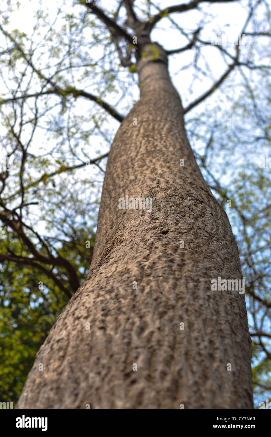 Tree ,worm eye view Stock Photo - Alamy