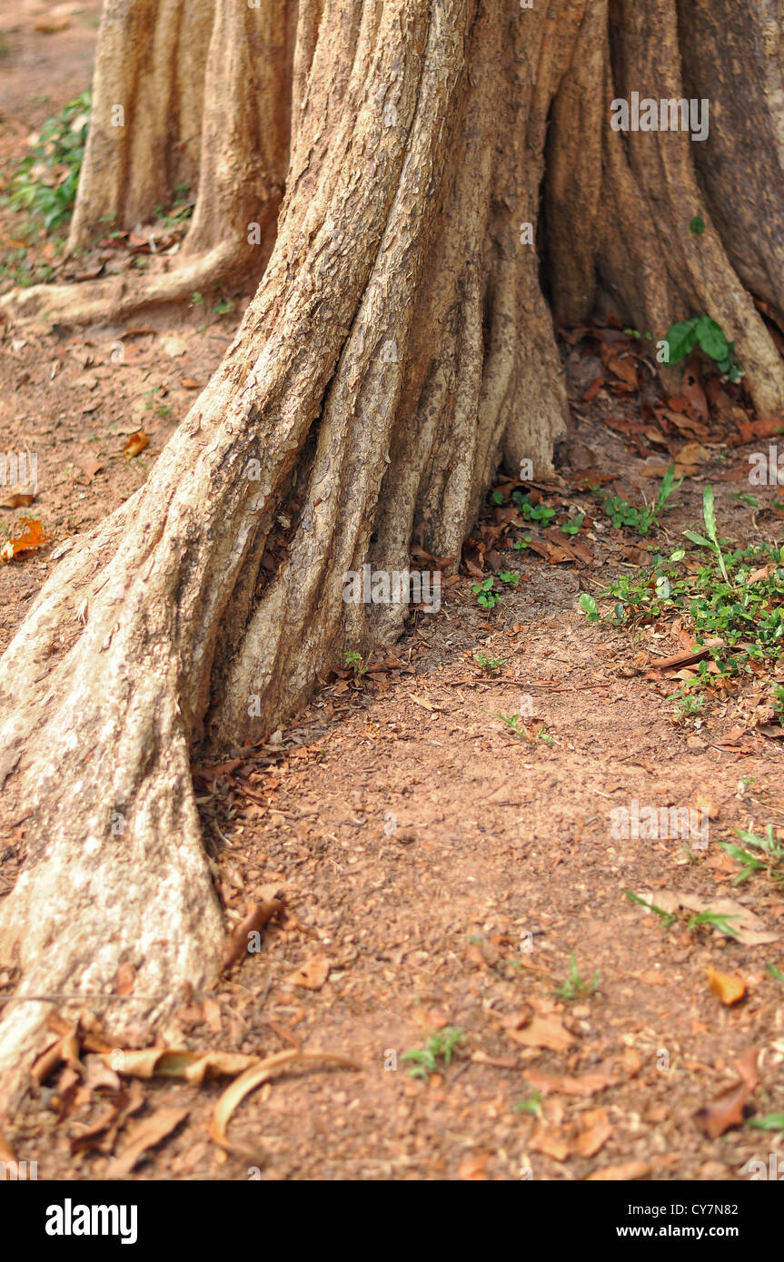 Earth red root grass tree hi-res stock photography and images - Alamy